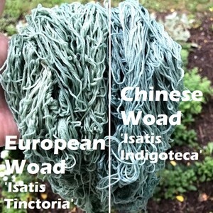 100 Chinese Woad Isatis Indigotica Seed Dyers Woad Glastum Seeds ...