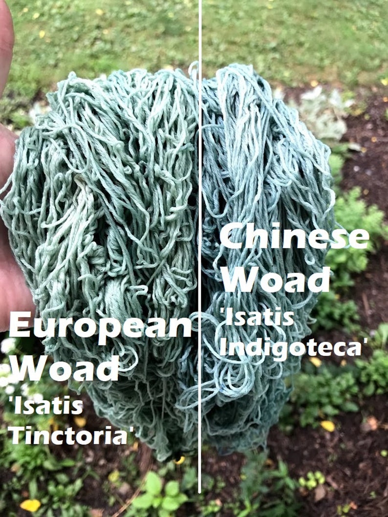 100 Chinese Woad Isatis Indigotica Seed Dyers Woad Glastum Seeds ...