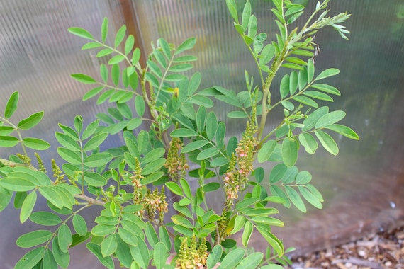 Planta De Tinte índigo