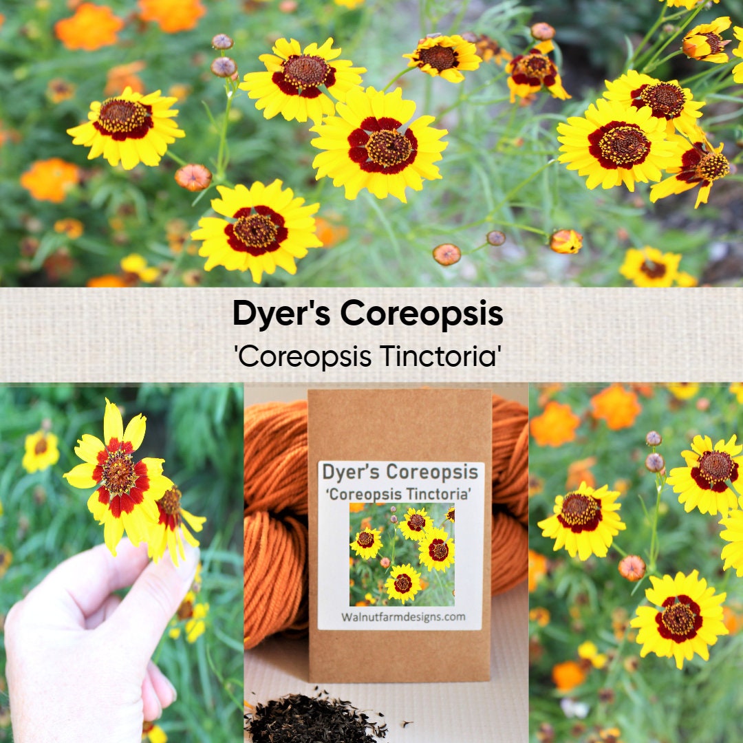 Dyer's Coreopsis, 'coreopsis Tinctoria' Natural Dye Garden Flower Seed Plant - Etsy