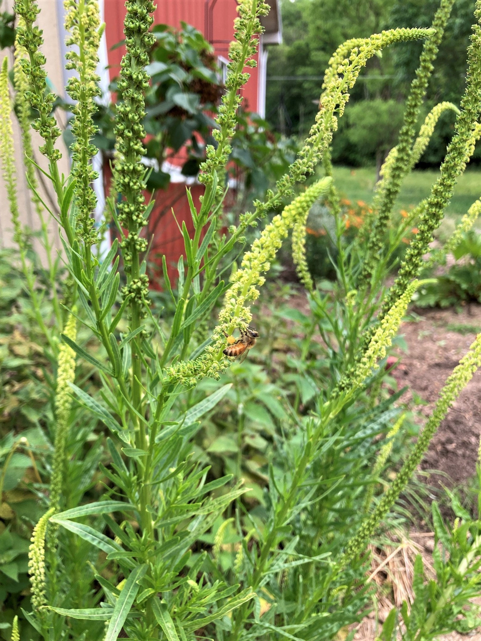 Weld - Reseda Luteola 100+ Seeds Natural Dye Plant - Etsy