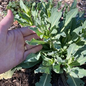 100 Chinese Woad Isatis Indigotica Seed Dyers Woad Glastum Seeds ...