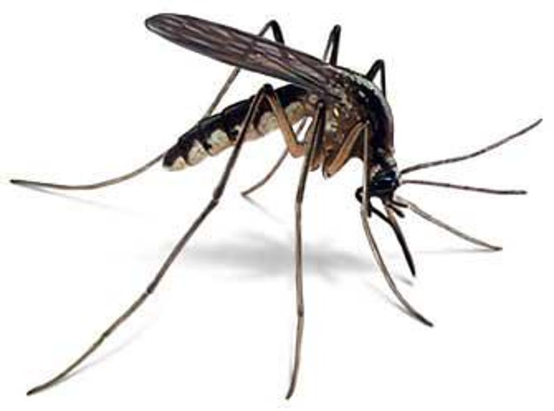 Organic Insect Repellent – Lemon Eucalyptus & Catnip Bug Spray - Etsy ...