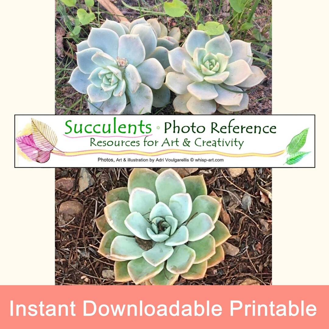 Succulents Photo Reference: Botanical Art and Scrapbook Resource ...