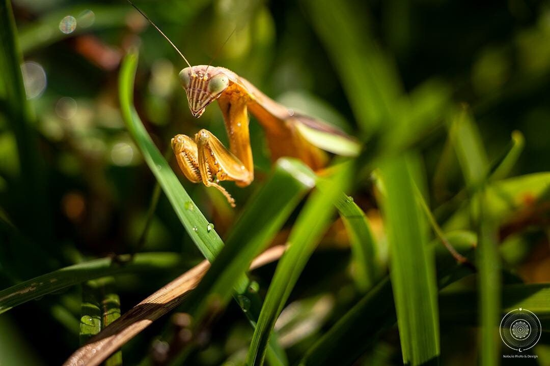 Praying Mantis in Garden Macro Photography Print | Nature Outdoors Wall ...