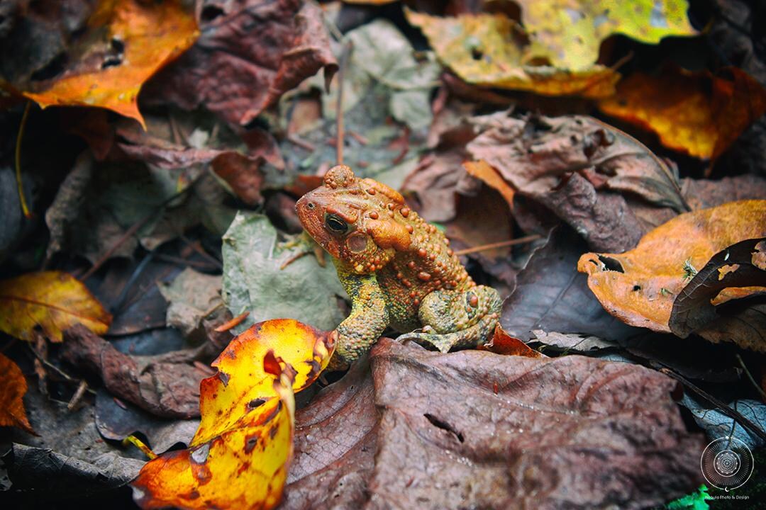 Frog Photography Print: Colorful Autumn Leaves Wall Art - Etsy