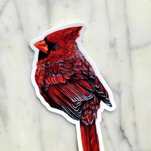 Cardinal Sticker, Red Cardinal Art, Red Bird, Vinyl Waterproof Sticker ...