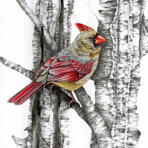 Cardinal Female Print, Cardinal Art, Cardinal Wall Art, Female Cardinal ...