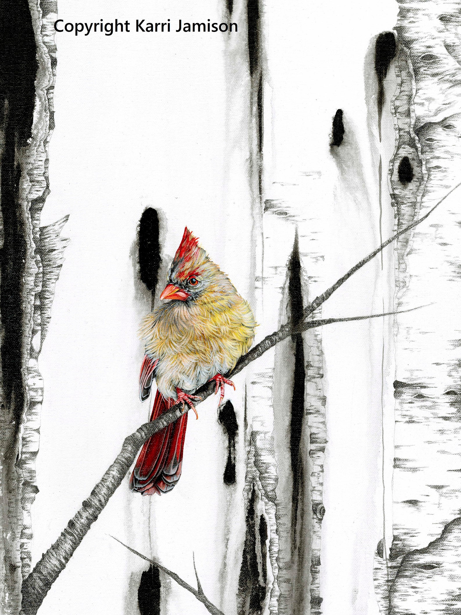 Cardinal Female Print, Cardinal Art, Female Cardinal #1, Karri Jamison ...
