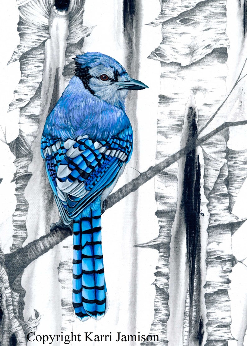 Blue Jay Print Bluejay Art Blue Jay Art Print on Canvas - Etsy