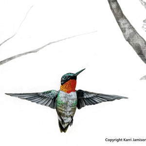Hummingbird Art, Hummingbird Painting, Ruby Throated Hummingbird ...