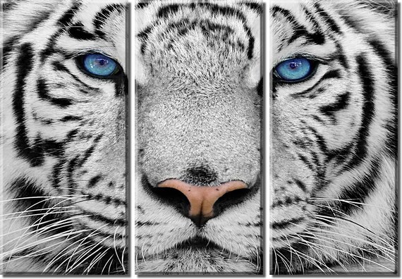 Framed Huge 3-panel White Tiger Canvas Art Print Ready to | Etsy Canada