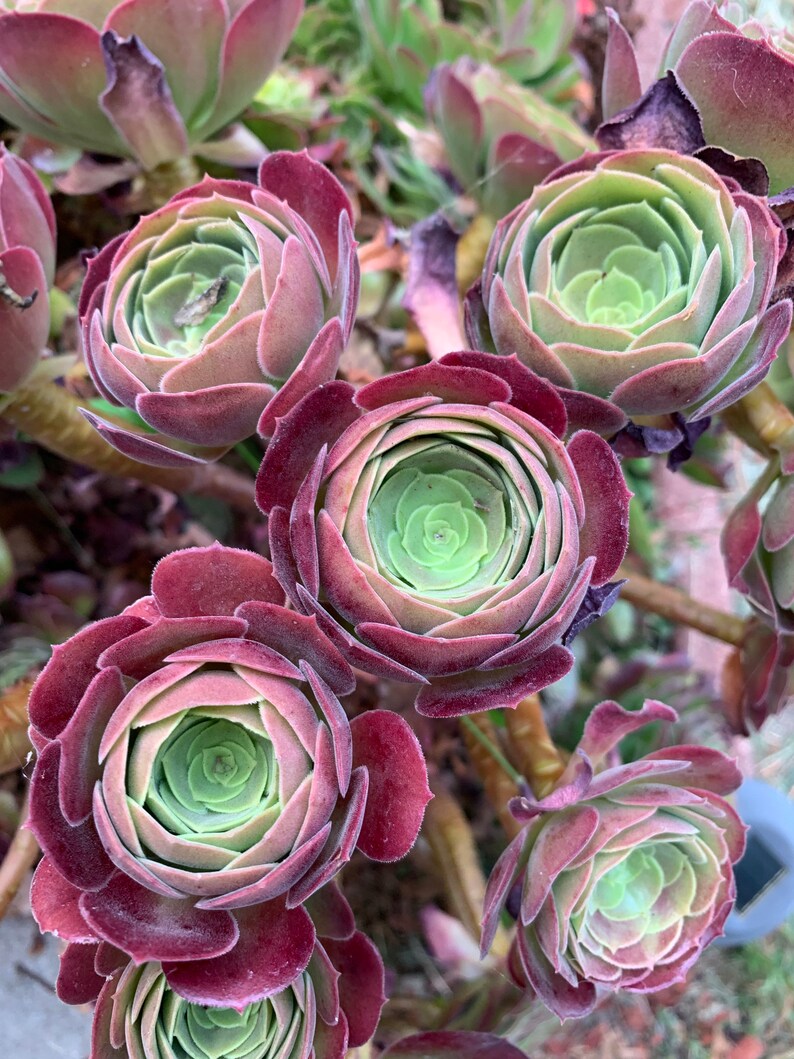Desert Pinwheel Rose Cutting | Etsy