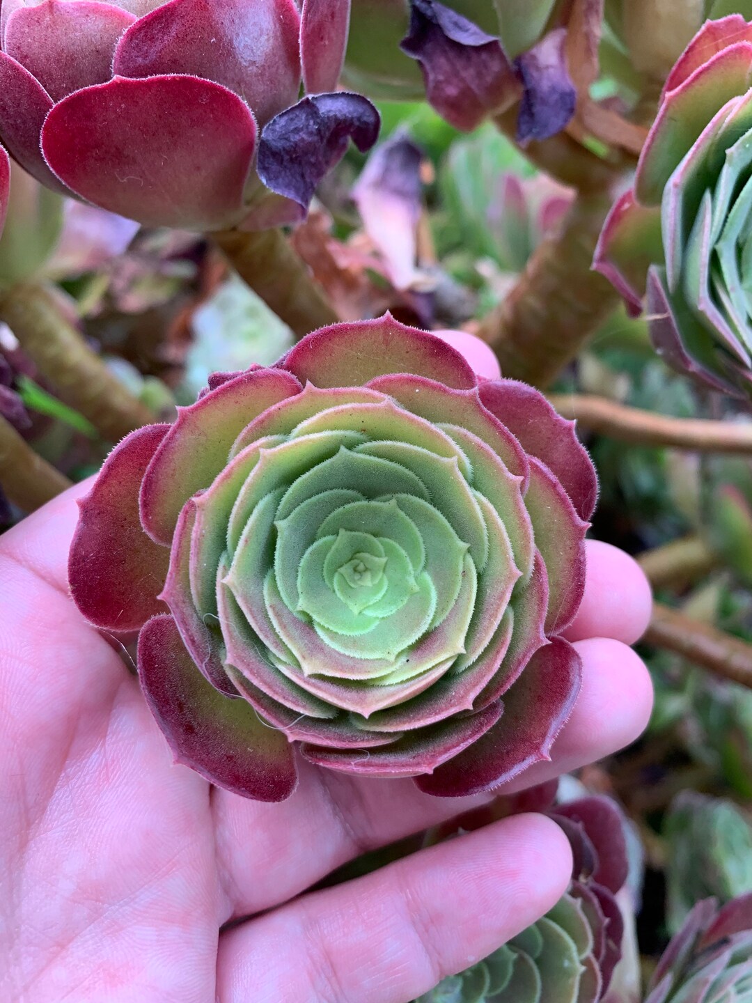 Desert Pinwheel Rose Cutting - Etsy