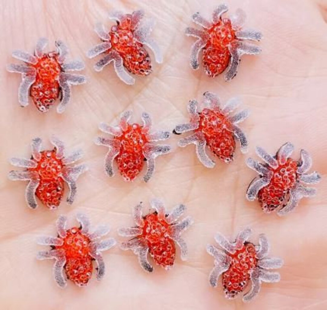 5 Pieces. New Cute Mini Red Spider Flatback Cabochons - Etsy