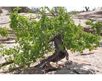 Items similar to European Ash Bonsai Tree - Fraxinus Excelsior Bonsai ...