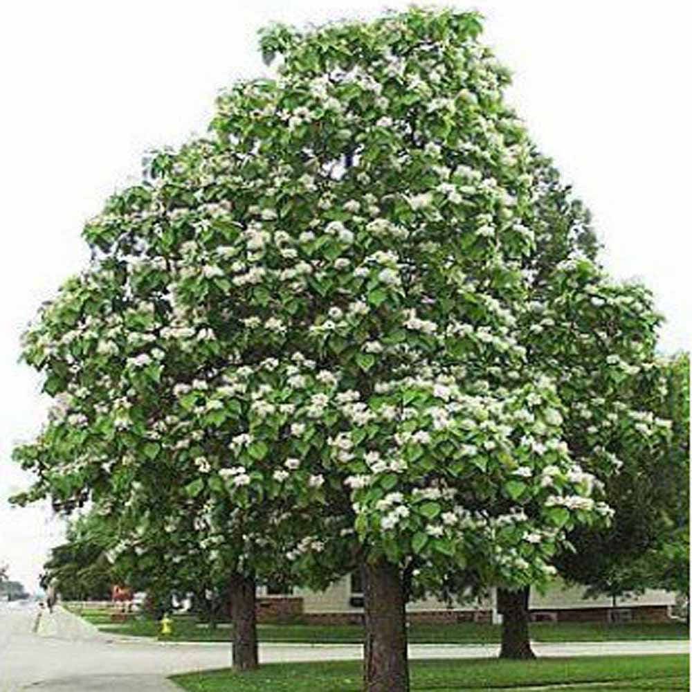 100 Northern Catalpa Tree Seeds Catalpa speciosa | Etsy