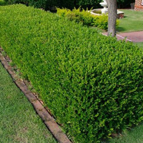 100 semillas de boj común Buxus Sempervirens