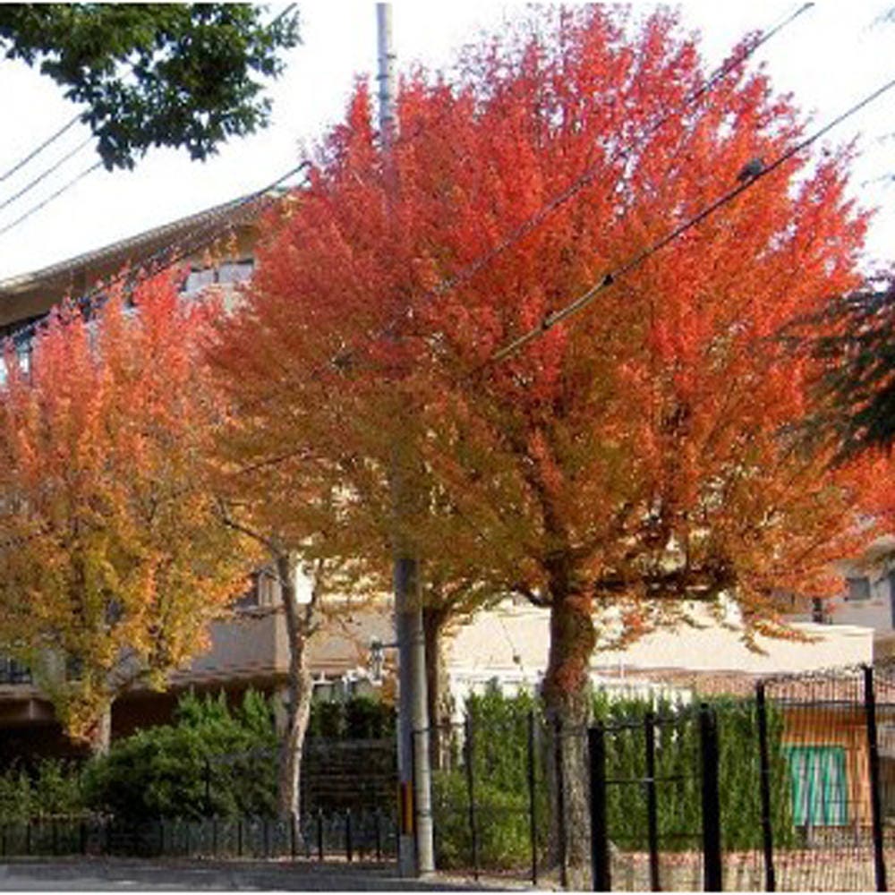 100 Trident Maple Tree Seeds Acer Buergerianum | Etsy