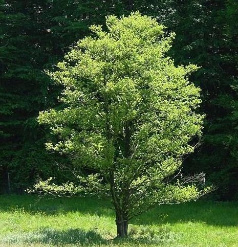 50 semillas de árbol de aliso Alnus glutinosa | Etsy