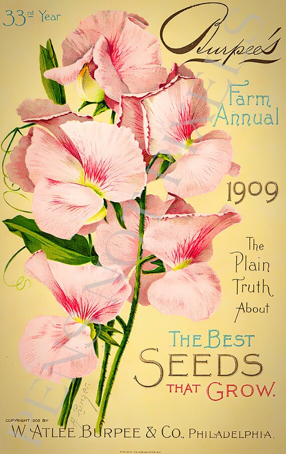 Vintage Burpee Seed Catalog Cover 1909 Printable Blank | Etsy