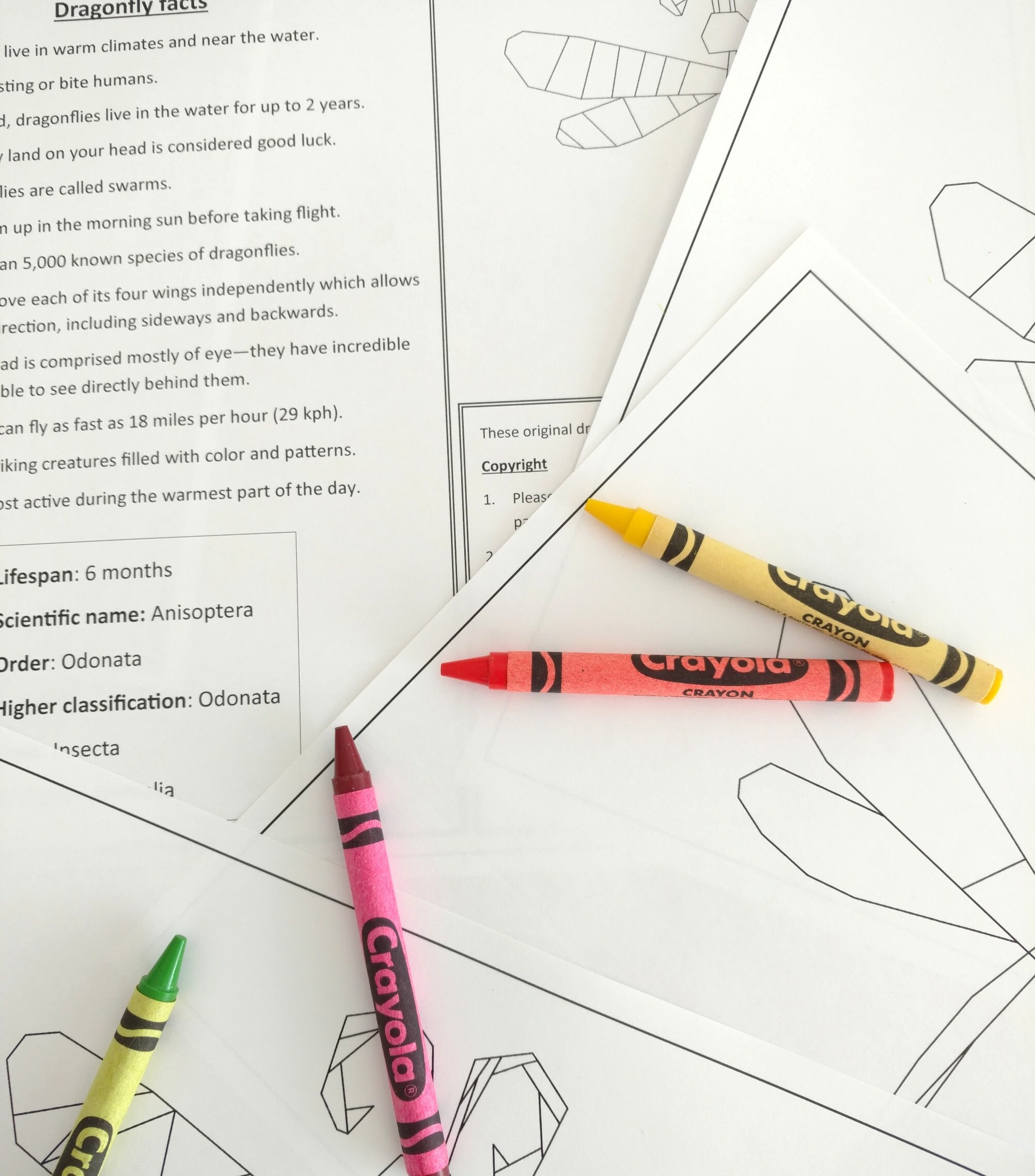 PDF Dragonfly Coloring Pages Graphic Design Printable Insect ...