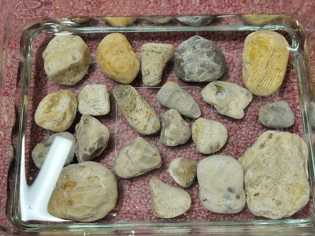 Bulk Natural Fossil Stones Unpolished. Michigan Gifts. Wedding - Etsy