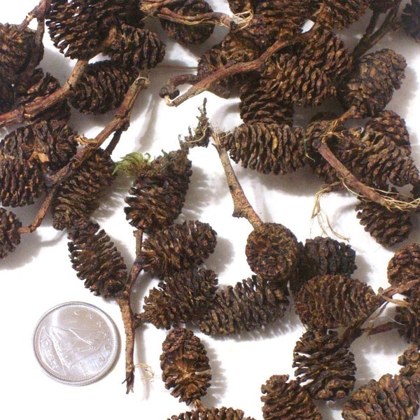 Alder Cone - Etsy