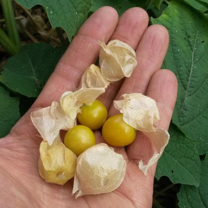Pineapple Ground Cherry Seeds - Etsy