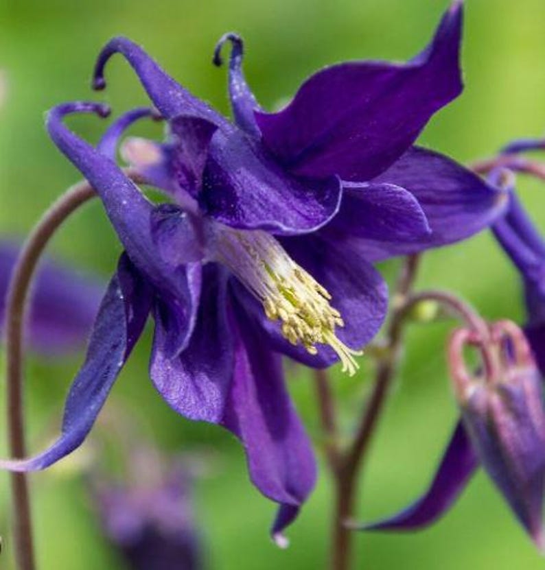Shades of Purple Columbine (aquilegia) Seeds - Etsy