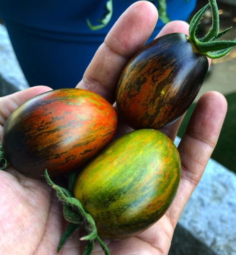 Tomato - Brad's Atomic Grape Tomato Seeds - Etsy