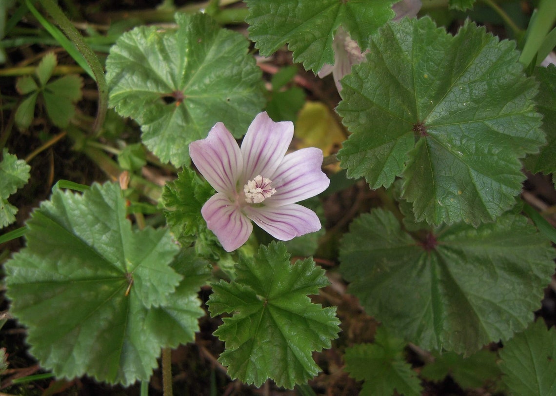 Common Mallow Seed (malva Neglecta) - Etsy