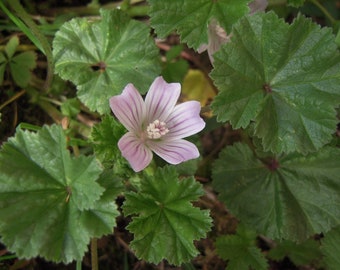 Common Mallow (malva Neglecta) Seeds - 50 Count - Etsy