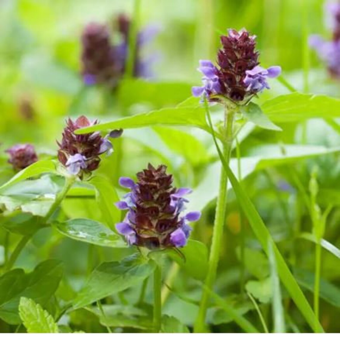 Self Heal (prunella Vulgaris) Seeds - Etsy