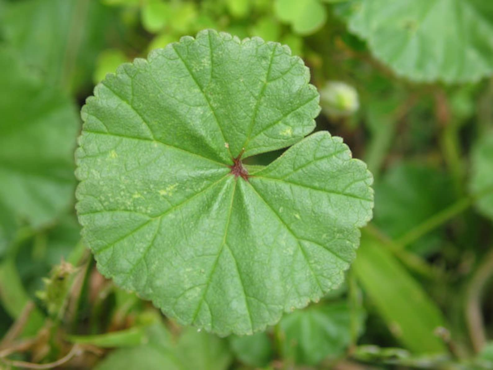 Common Mallow Seed //((malva Sylvestris Neglecta) Also Known as ...