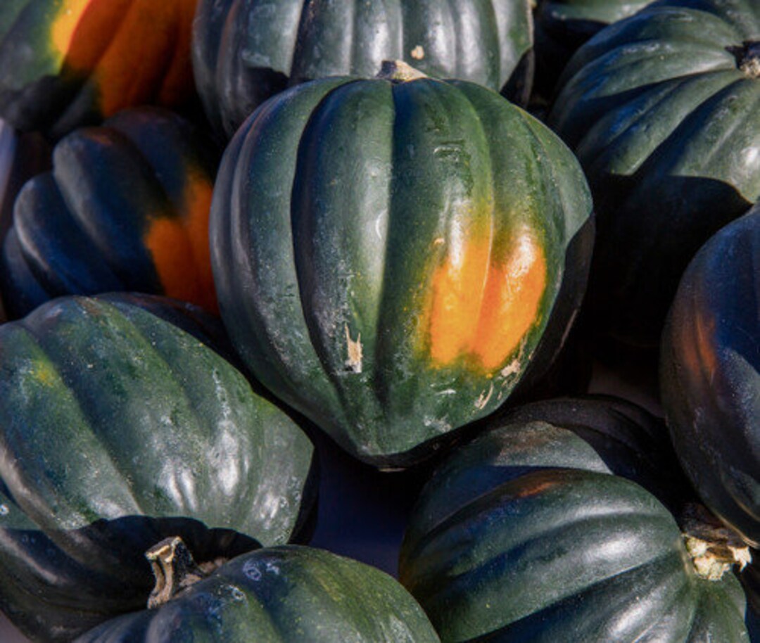 Table Queen Acorn Squash Seeds - Etsy