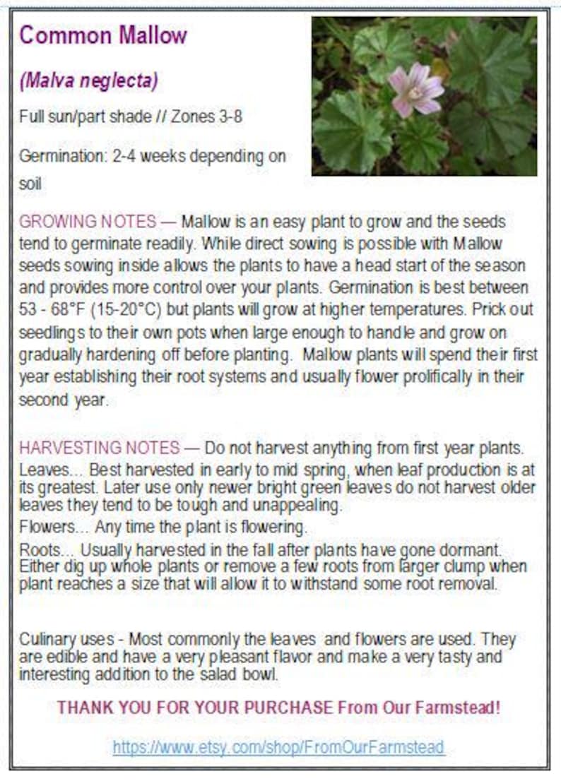 Common Mallow Seed //((malva Sylvestris Neglecta) Also Known as ...