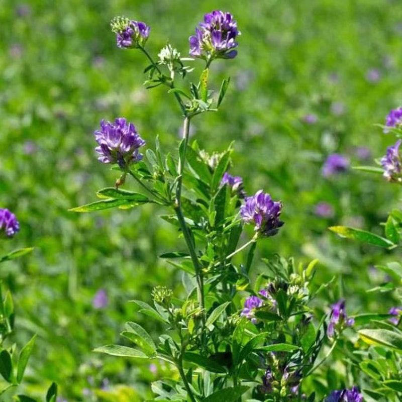Alfalfa Seeds - Etsy