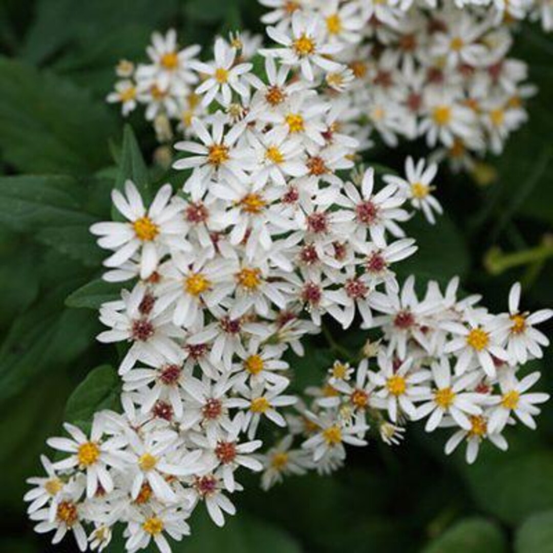 White Wood Aster (calico Aster) Seeds - Etsy