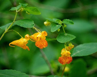 Spotted Jewelweed Flower Seeds. 15 Seeds. (impatiens Capensis). Orange ...