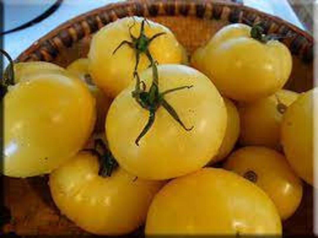 Tomato Golden Queen Tomato Seeds - Etsy