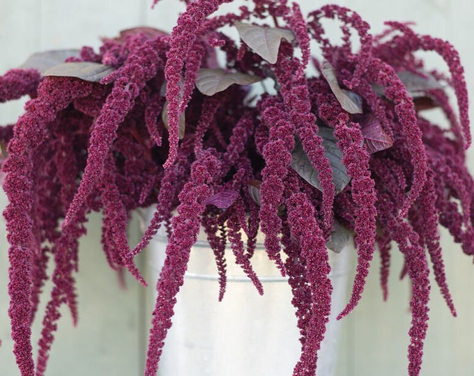 Burgundy Amaranth Seeds Great for Floral Arrangements - Etsy