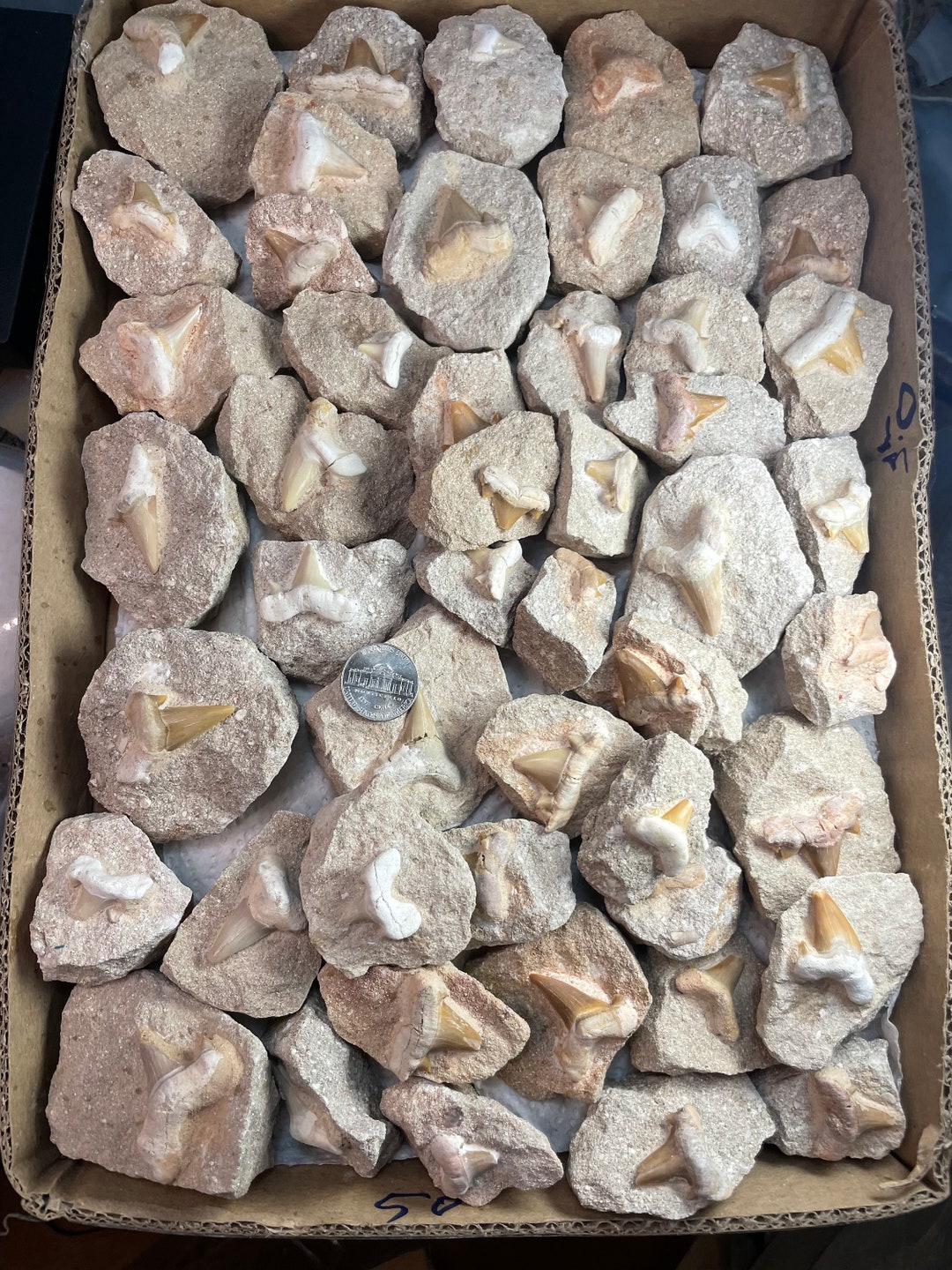 One Fossil Mackerel Shark Tooth in Matrix ,fossil Shark Tooth in Matrix ...