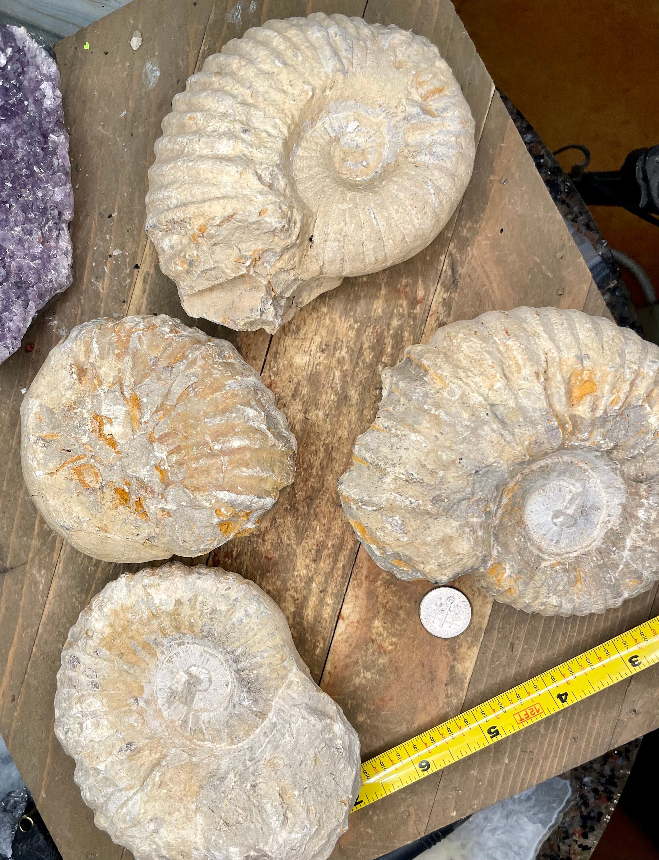 one Natural Ammonite fossil specimens quartz crystal reiki healing ...