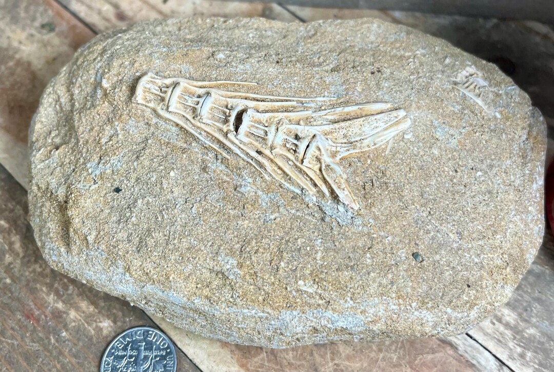 Cretaceous Fossil Fish Vertebra (enchodus?) - Morocco 4 - Etsy