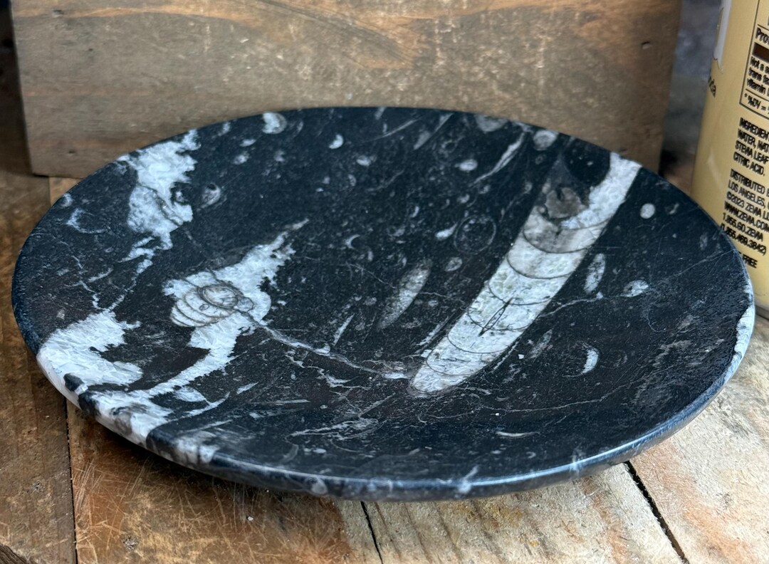 Natural Orthoceras Polished Fossil Bowl, 5.5 Inch - Etsy