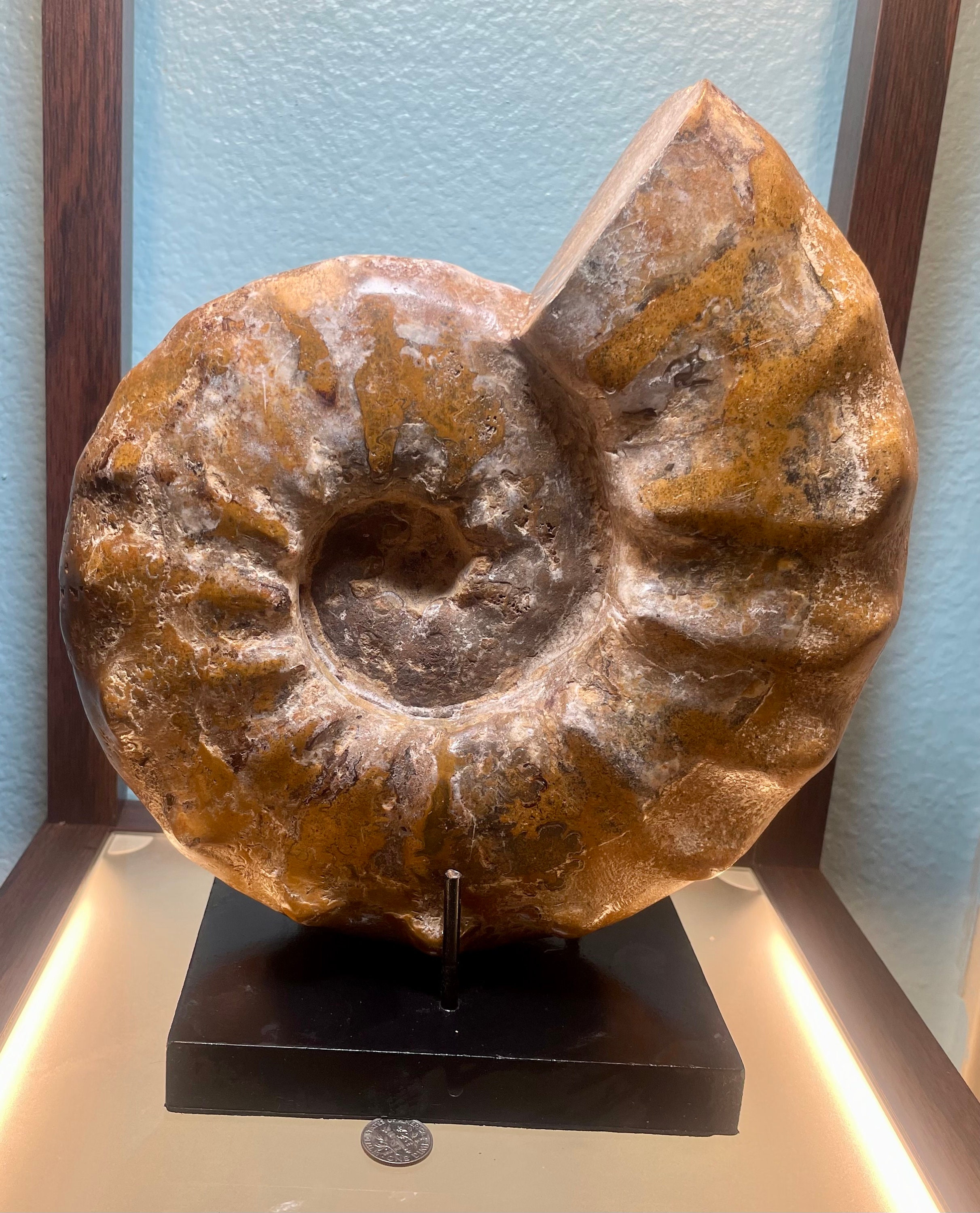 Mammoth Natural Ammonite fossil specimens .polish ammonite fossil from ...
