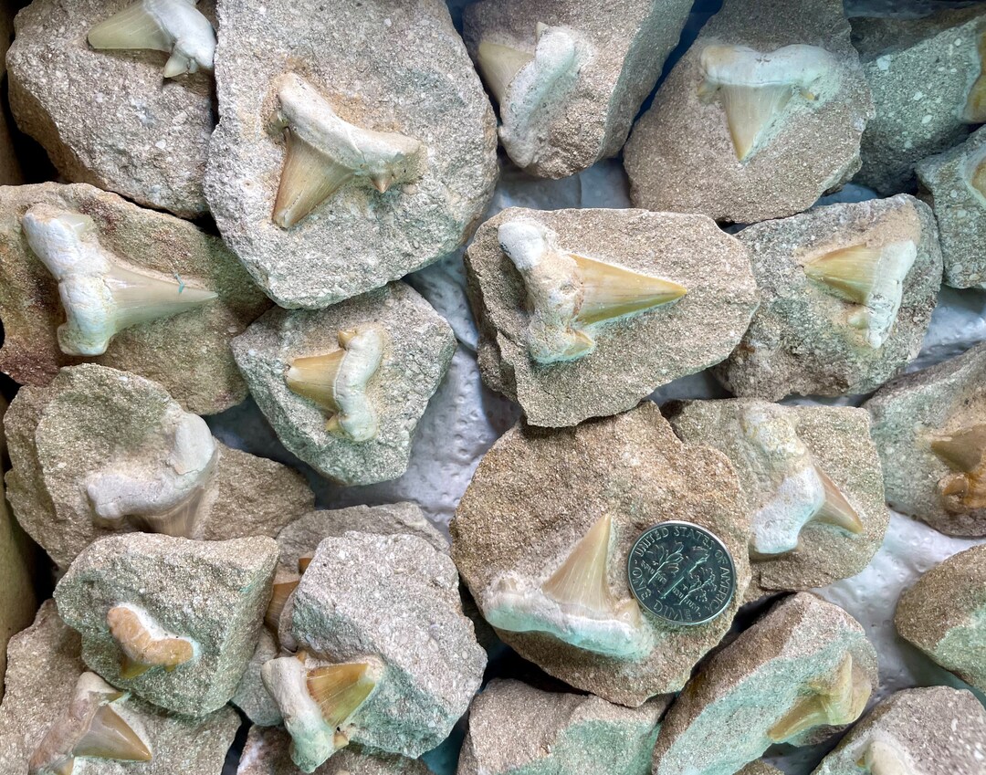 One Fossil Mackerel Shark Tooth in Matrix ,fossil Shark Tooth in Matrix ...