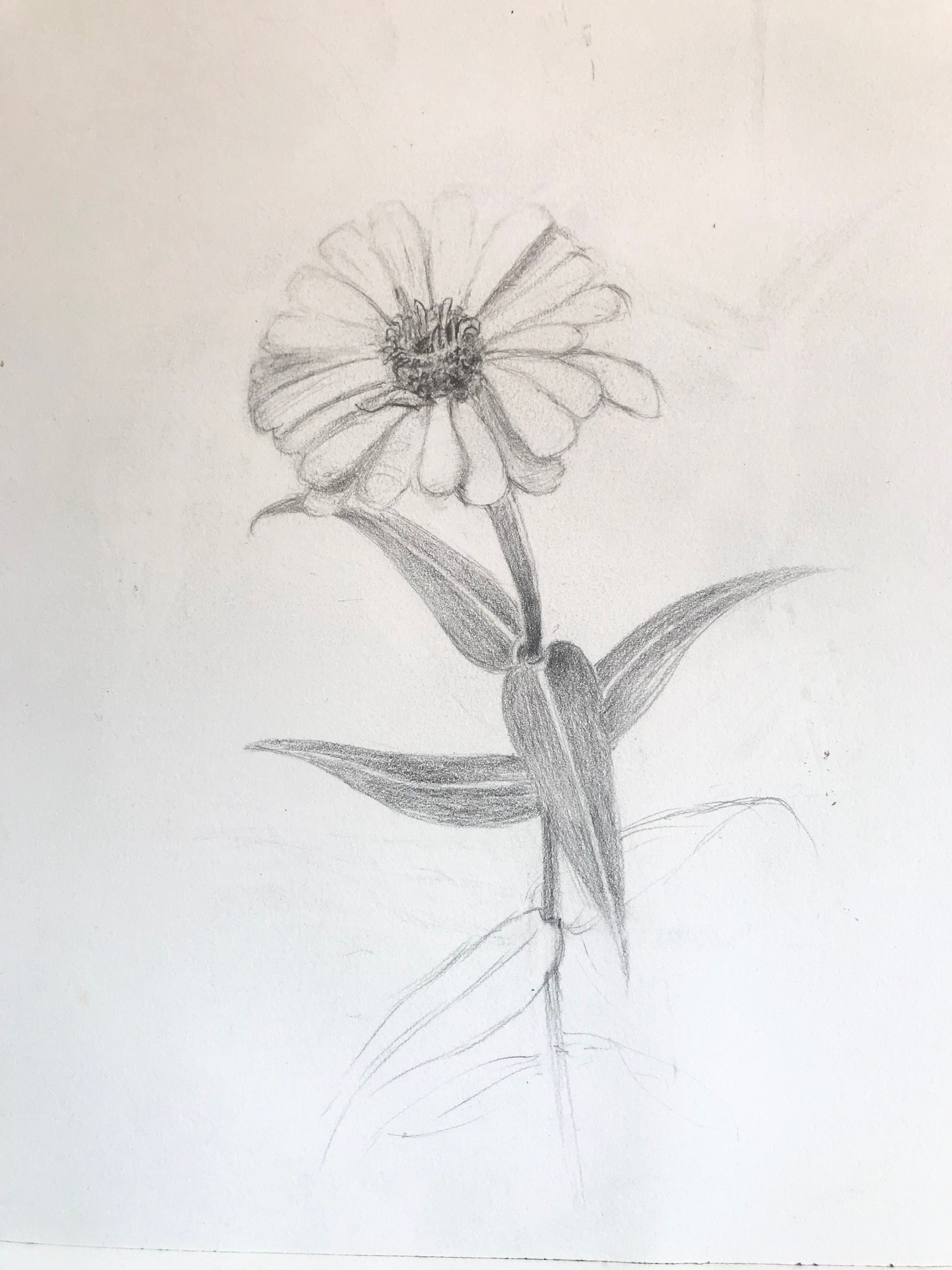 Botanical Drawing; Zinnia Flower - Etsy