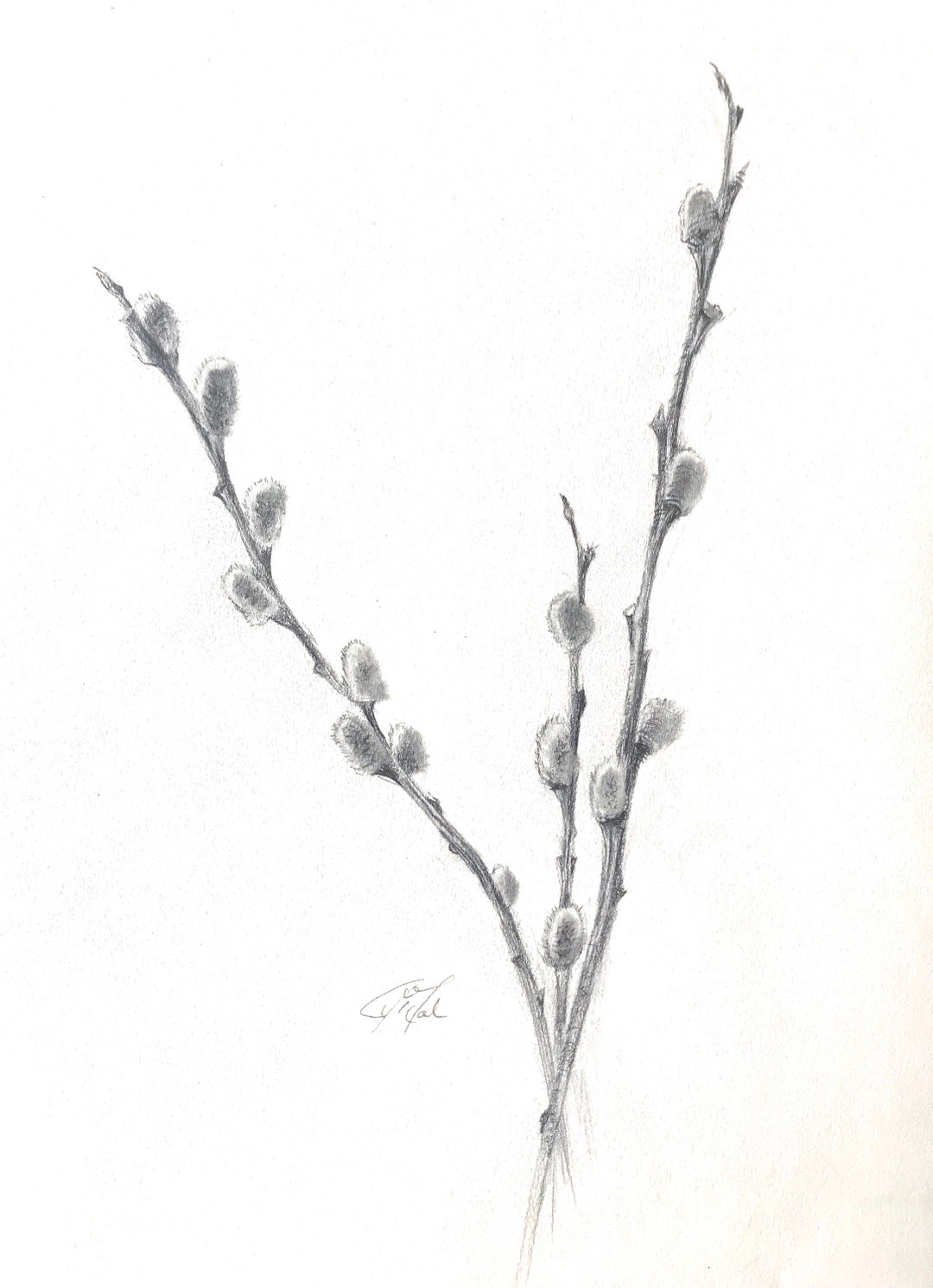 Botanical Drawing; Pussy Willows - Etsy